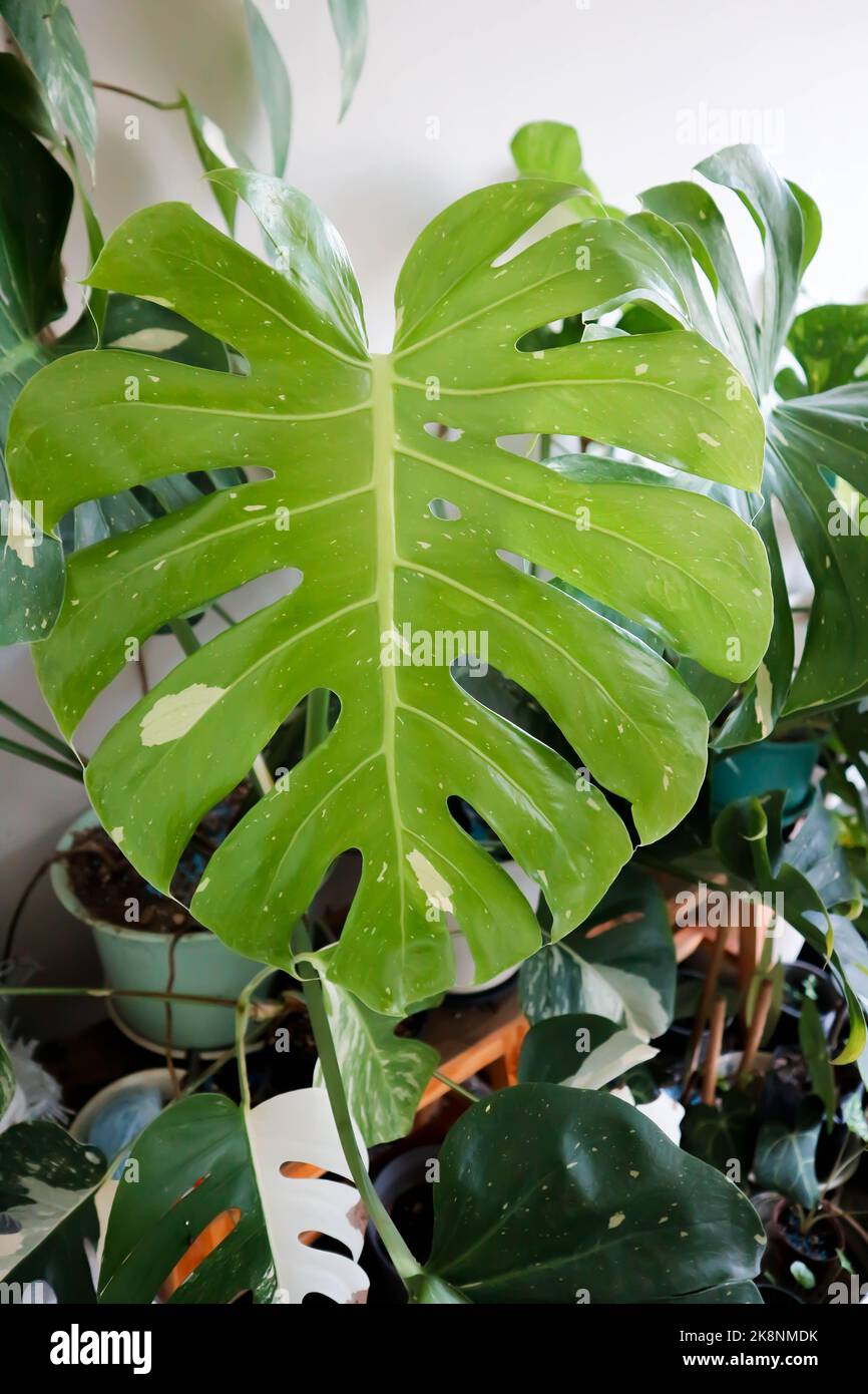 monstera thai constellation or Monstera, Hurricane plant or Swiss ...