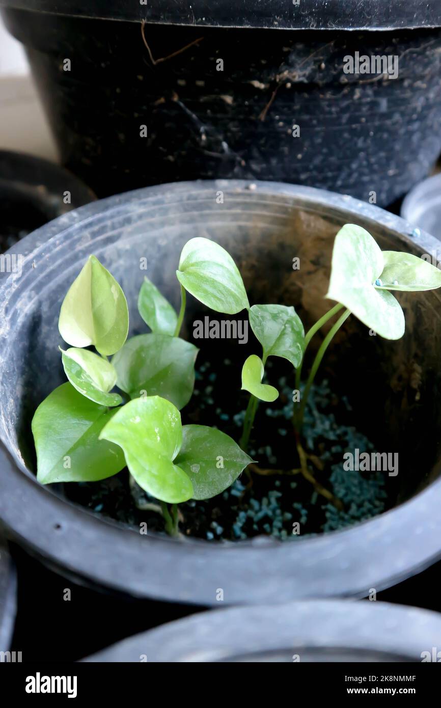 Anthurium Renaissance or Anthurium Renaissance plant ,small plant or ...