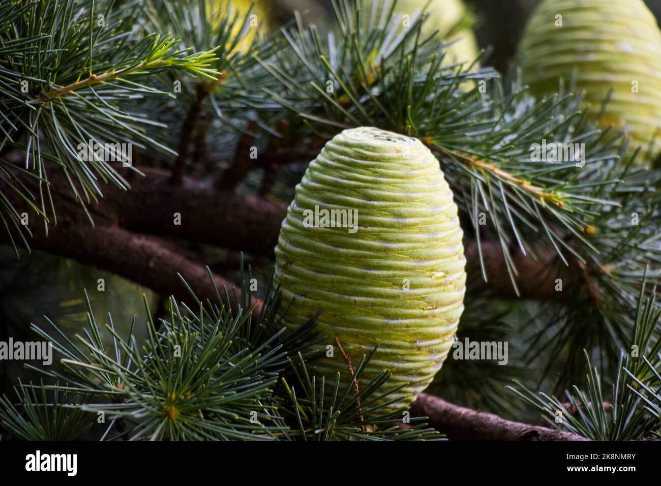 Cedrus Deodara in botanic garden, Pinaceae tree close-up Stock Photo ...