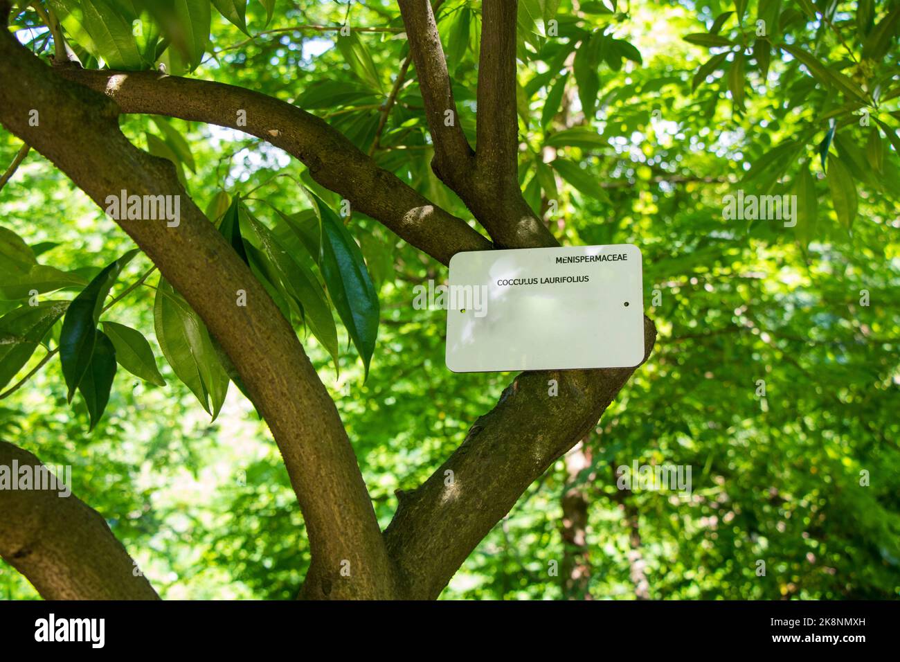 Cocculus Laurifolius tree in botanic garden in Batumi Stock Photo - Alamy