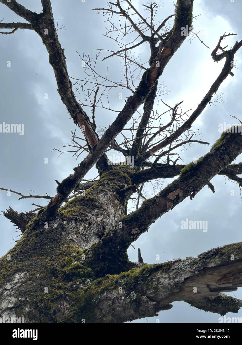 A low angle shot od an old leafless tree with moss branches under blue sky Stock Photo - Alamy