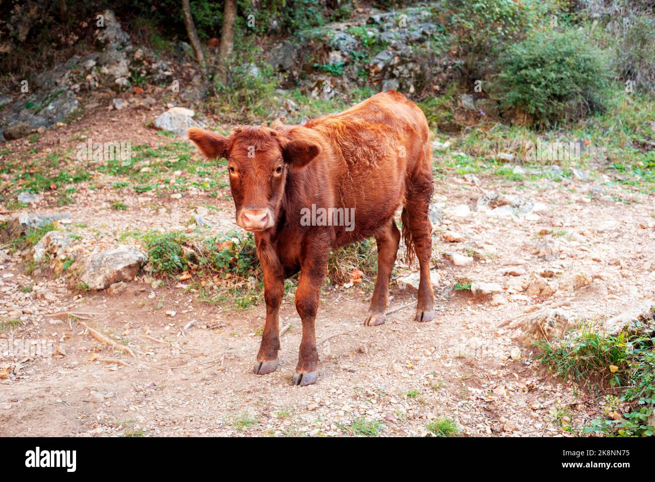 Little red cow graze in the forest Stock Photo - Alamy