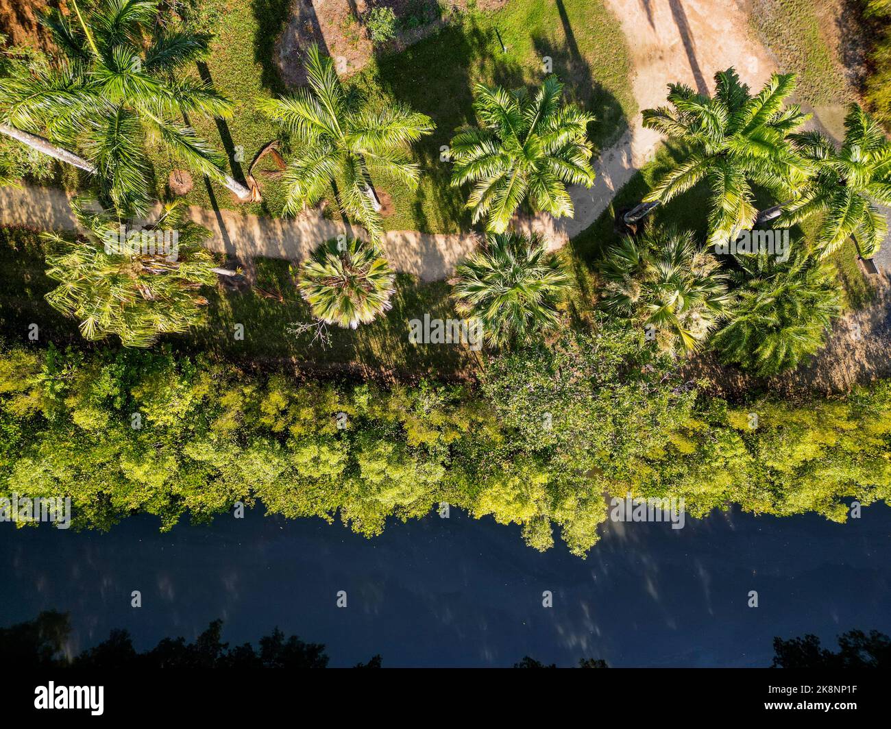 Aerial downward shot of tropical palm tree path alongside river in ...