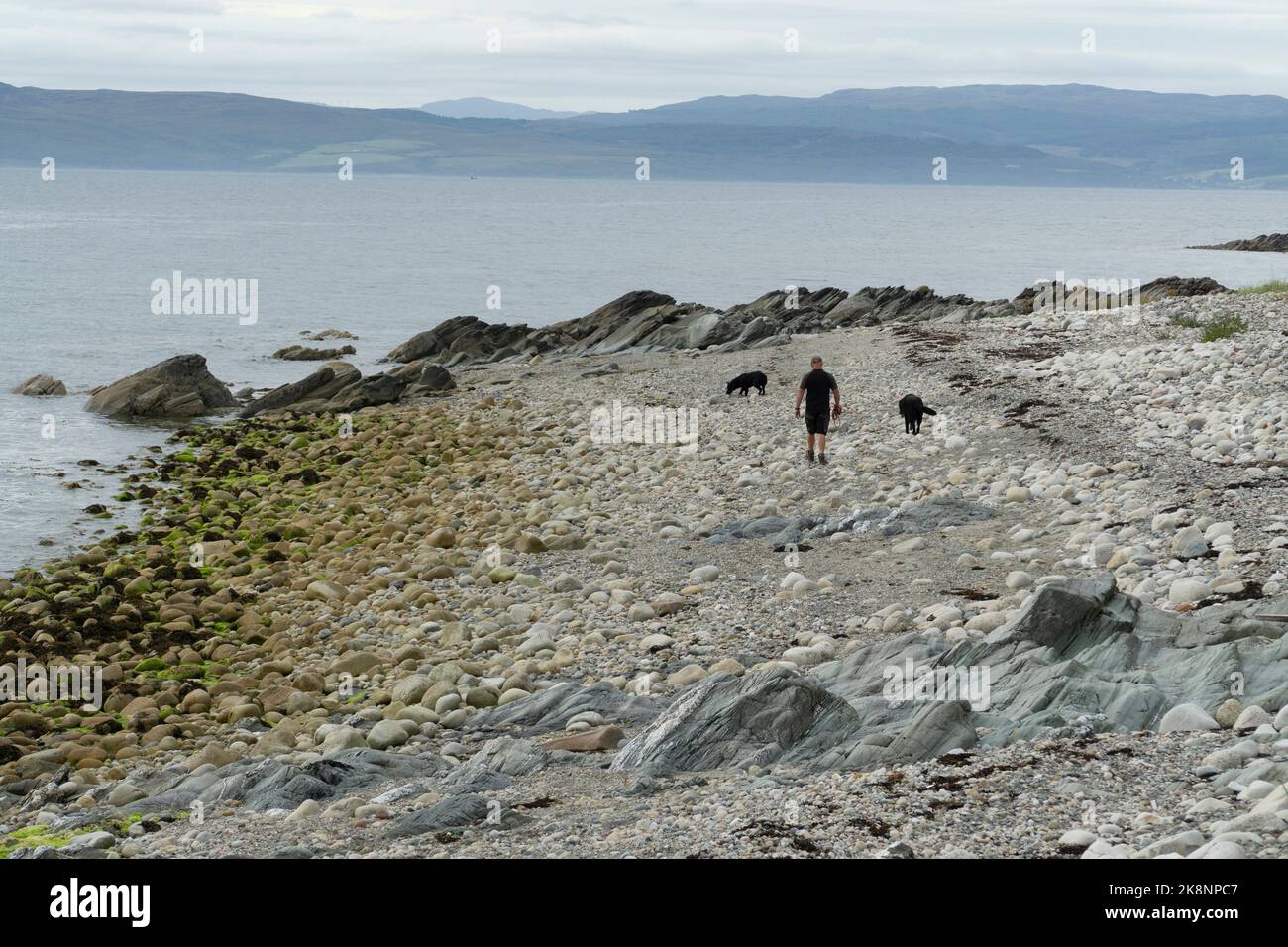 Man walking two dogs on stony beach with large rocks Isle of Arran ...