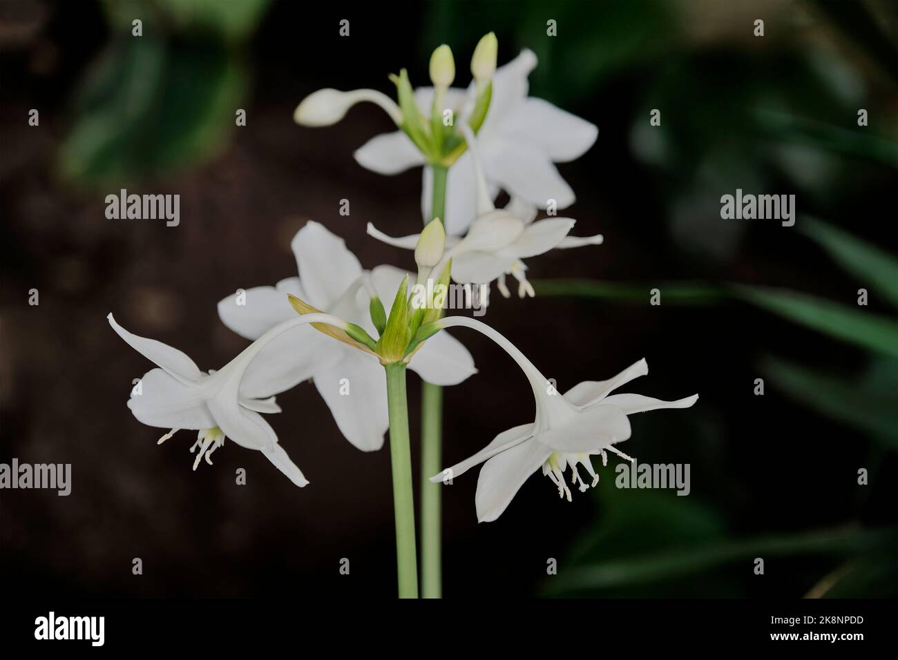 White flowers of Eucharis, Amazonian lily, on dark background Stock ...