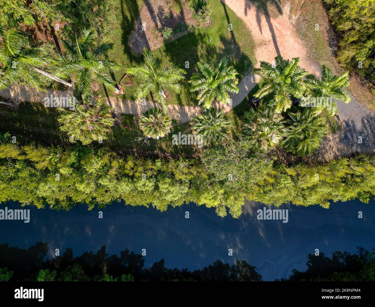 Aerial downward shot of tropical palm tree path alongside river in ...