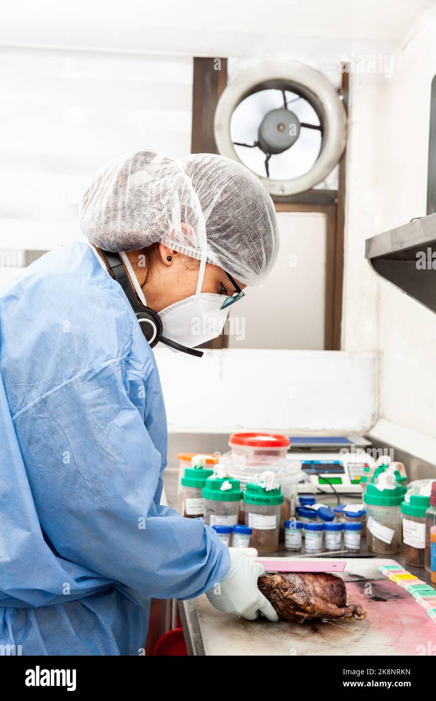 Scientist processing biopsy samples at the pathology laboratory to be ...