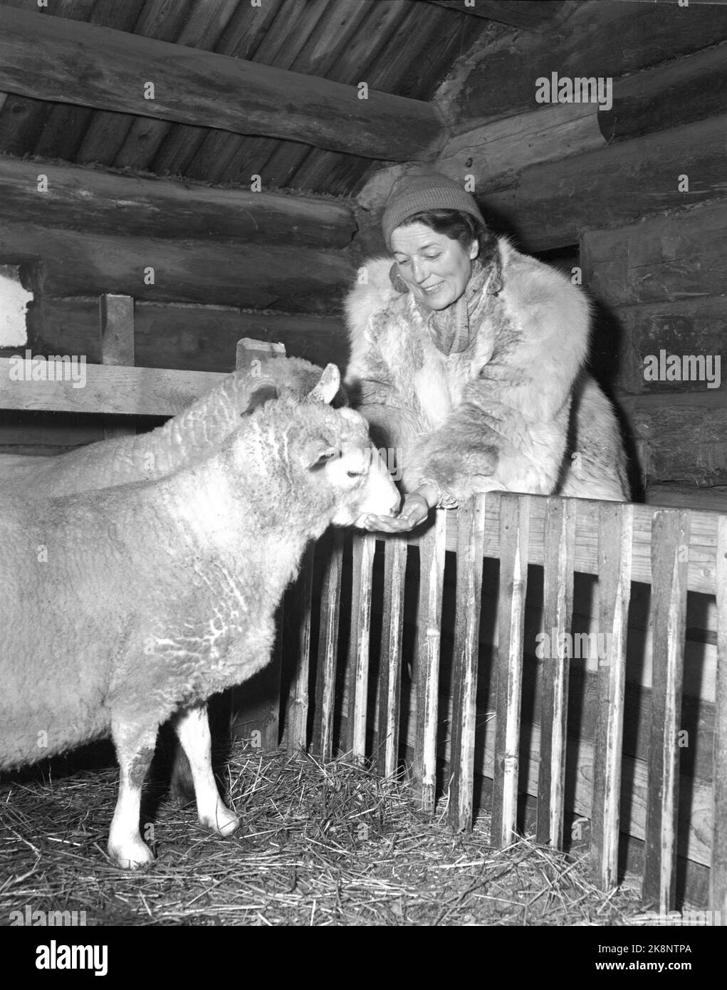 1952 oslo two sheep hi-res stock photography and images - Alamy