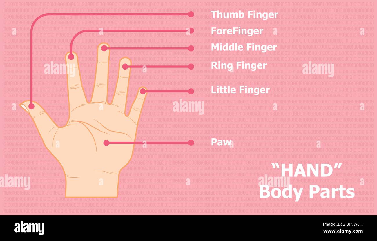 A vector illustration of parts of a hand on a pink background Stock ...