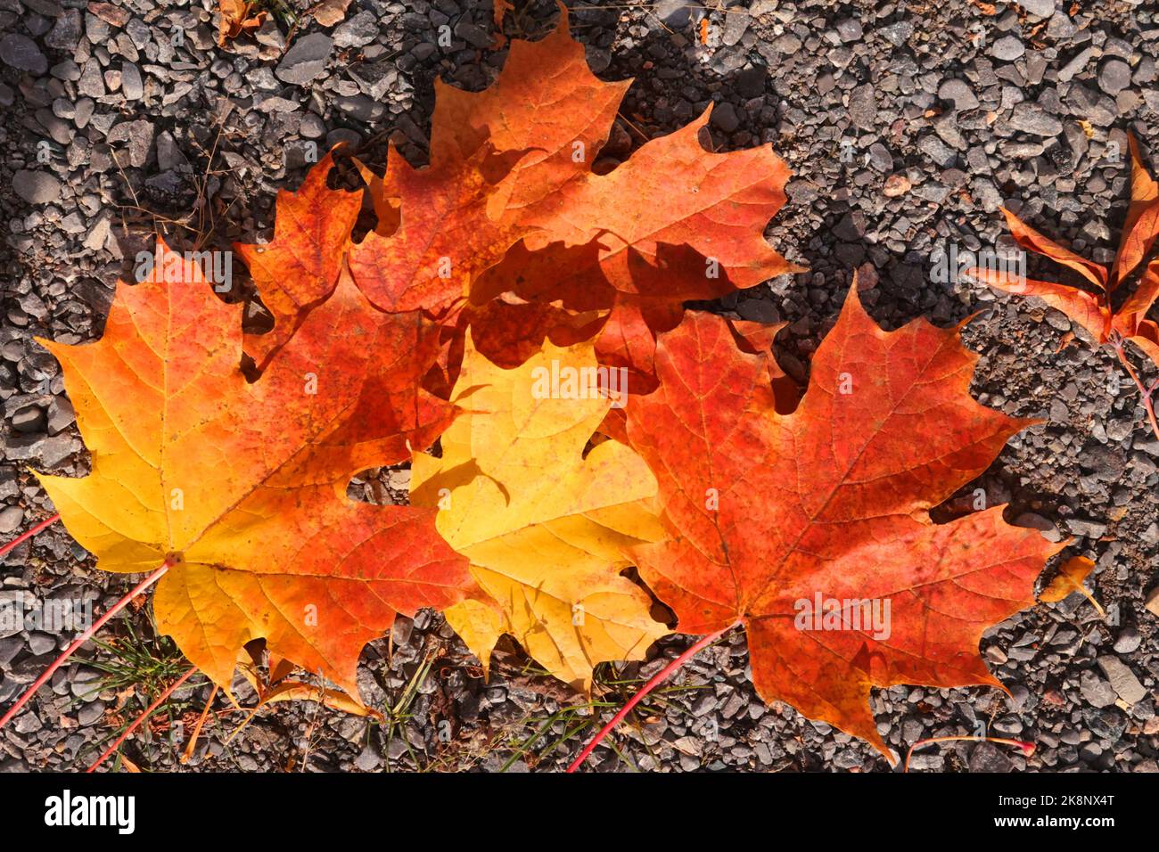 Fall leaves fallen off tree making carpet of colour underfoot Stock ...