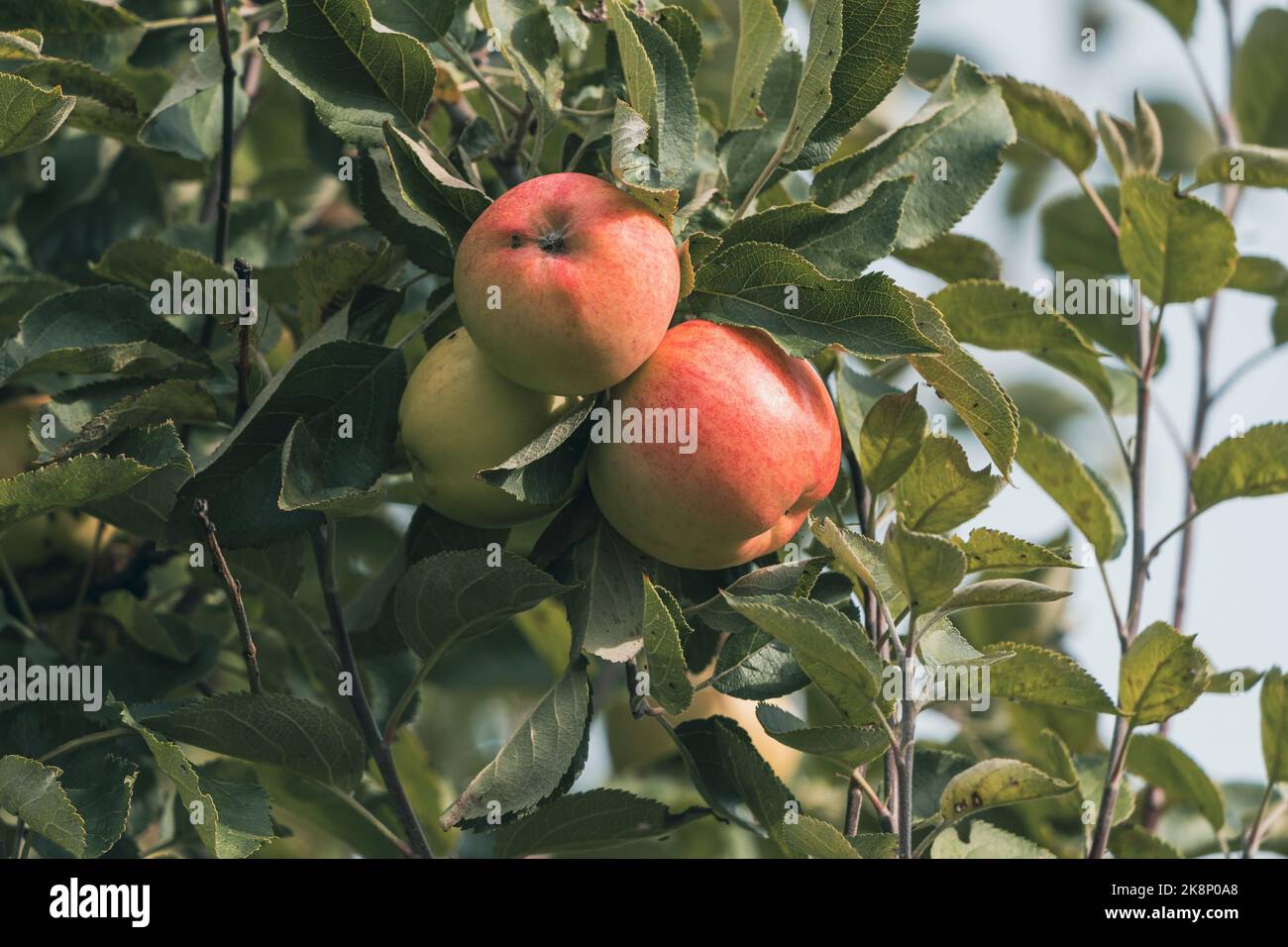 sweet, red apples hanging in a tree Stock Photo - Alamy