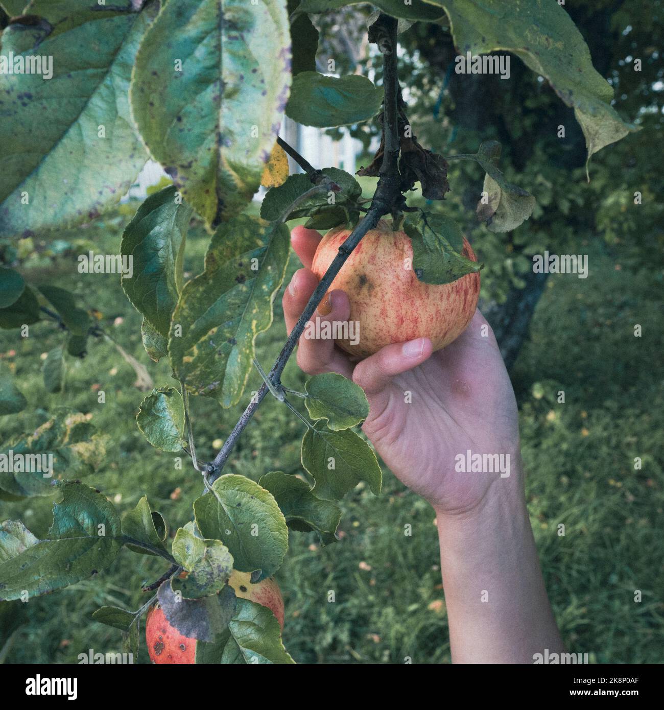 Epleplukker hi-res stock photography and images - Alamy