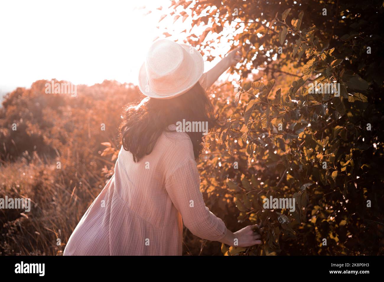 a back view of a girl with a hat reaping fruits from the tree at golden ...
