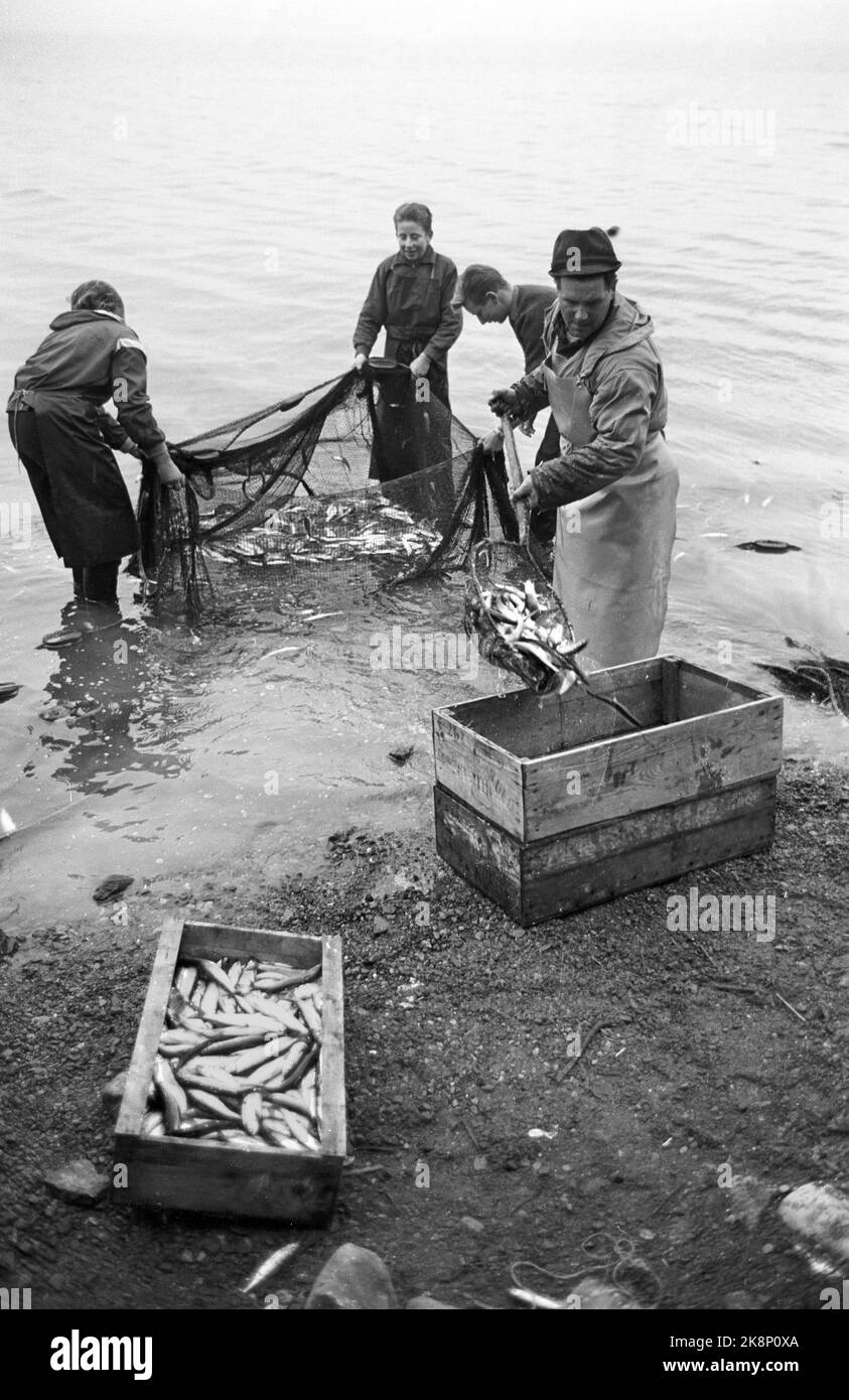 Mjøsa 19641003. The farmer from Hedmark has become a fisherman at Mjøsa ...