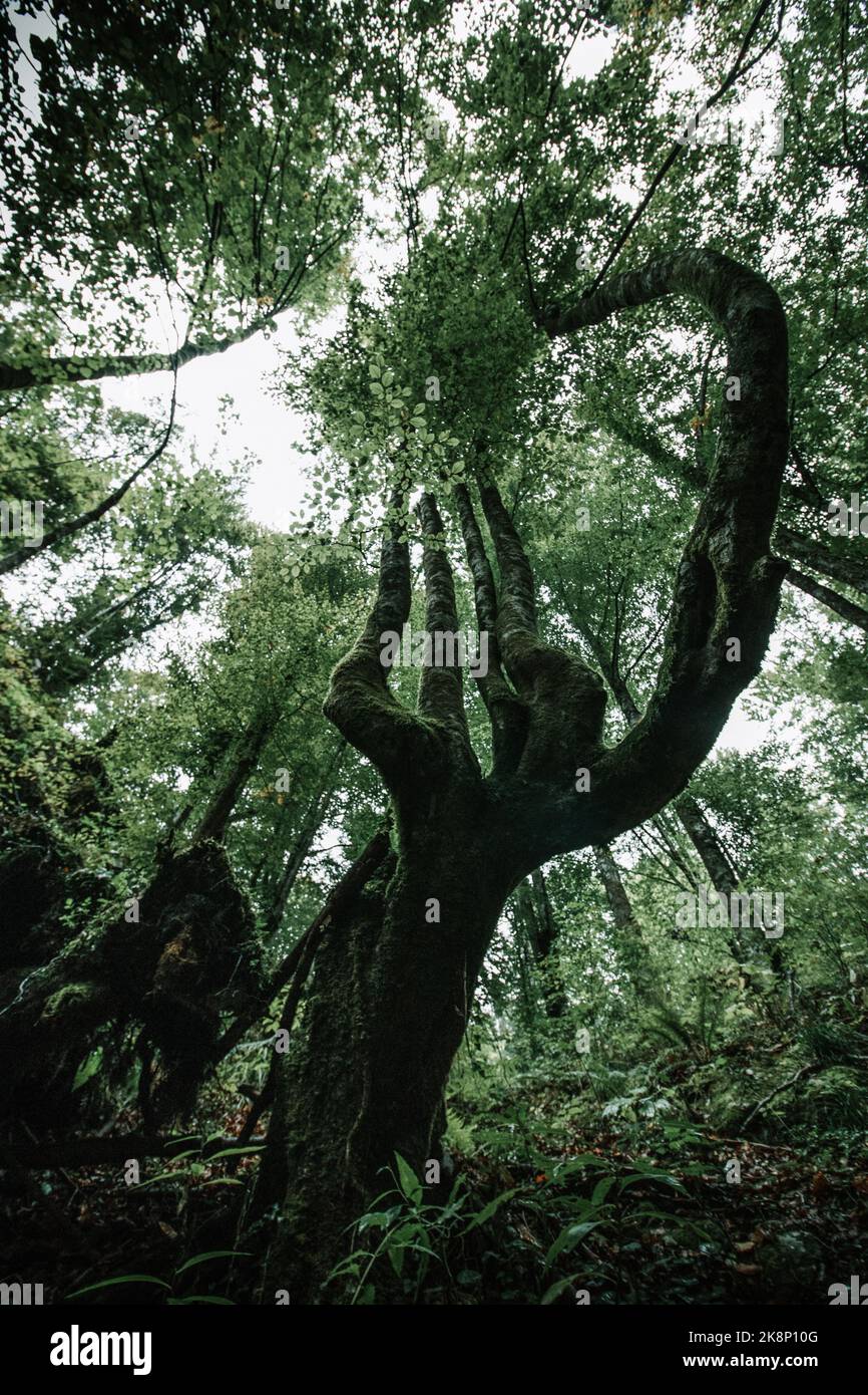 A vertical undershoot of algae trees with sky background Stock Photo ...