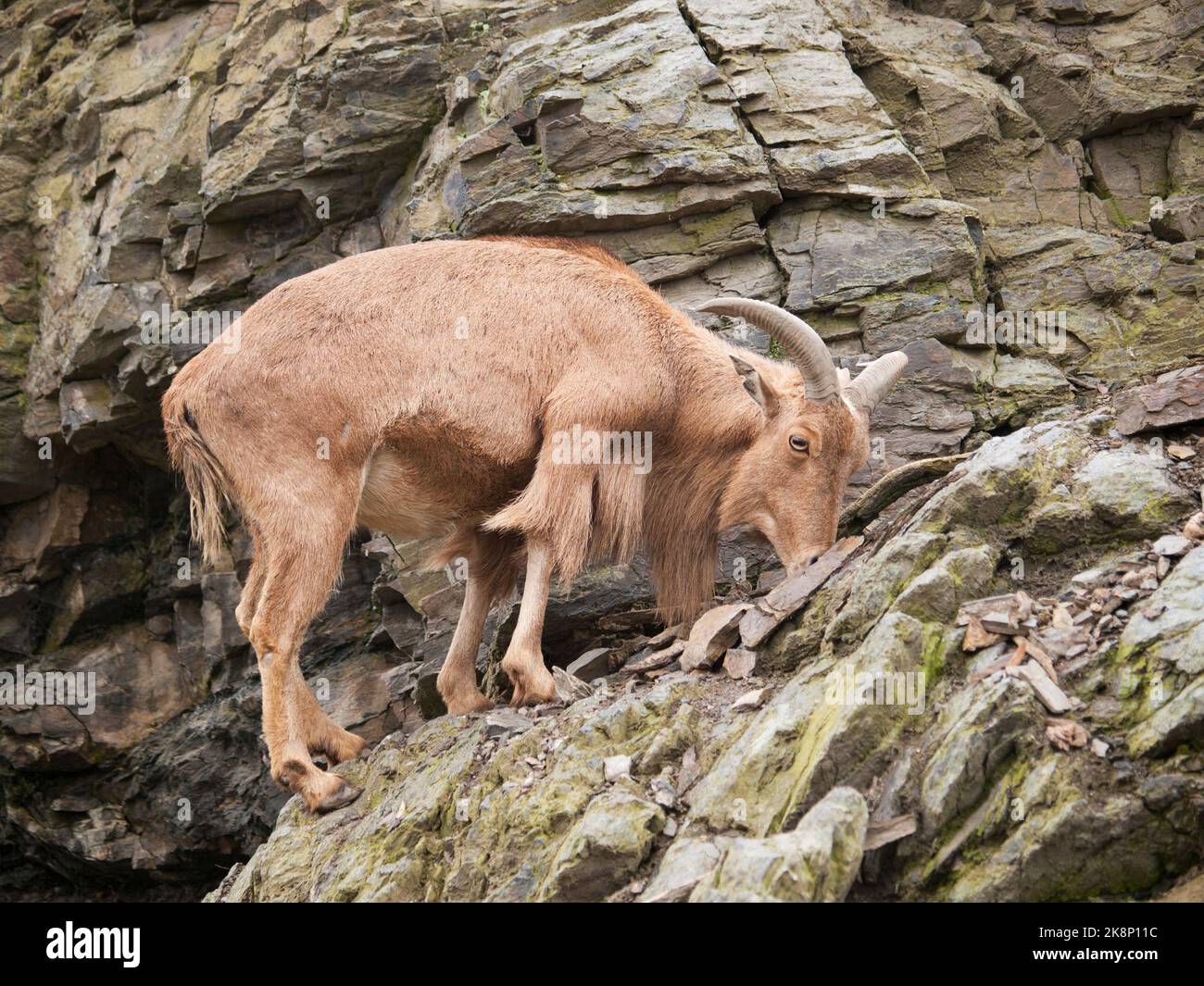 Adult barbary sheep (Ammotragus lervia) on rocky pasture Stock Photo ...