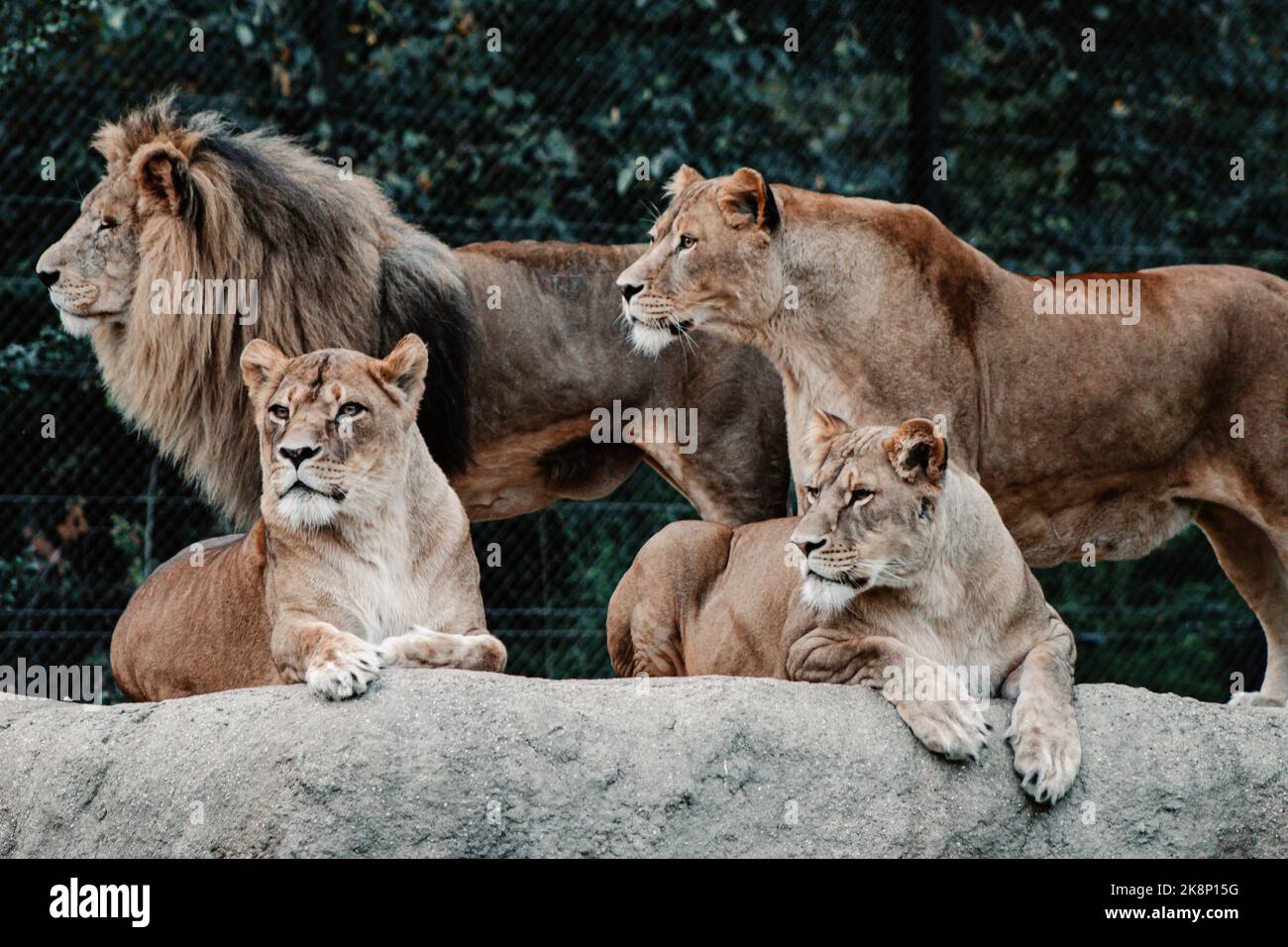 A closeup of a lon and three lionesses sitting on the stone with dark ...
