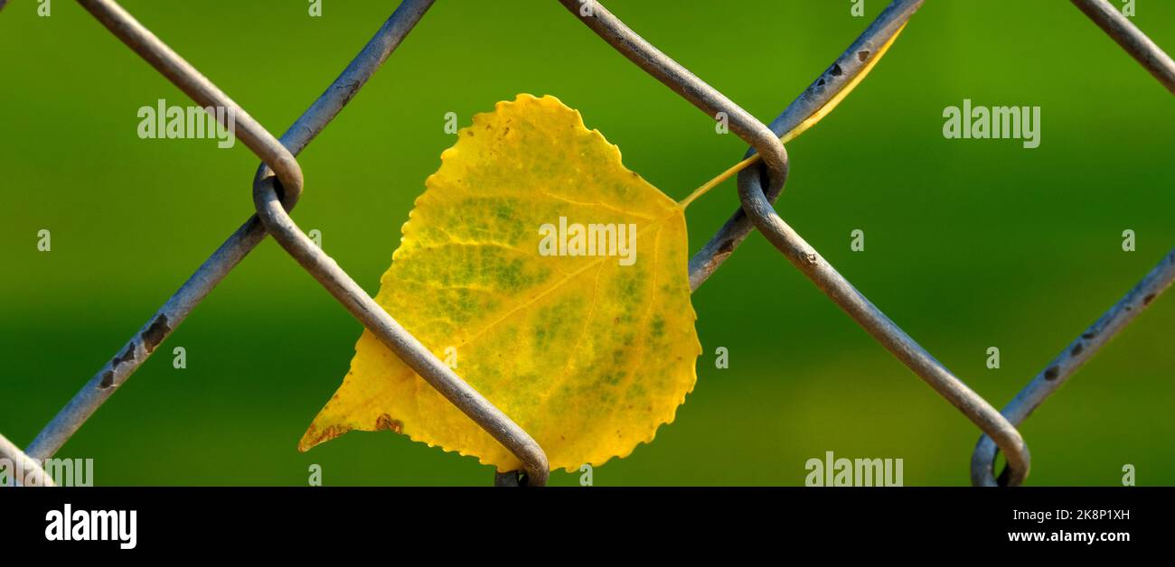 Fall or autum leaf stuck and caught in chain link fence with blurred ...