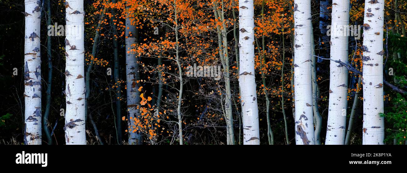 Aspen birth trees in autumn fall with white trunks details of foliage ...