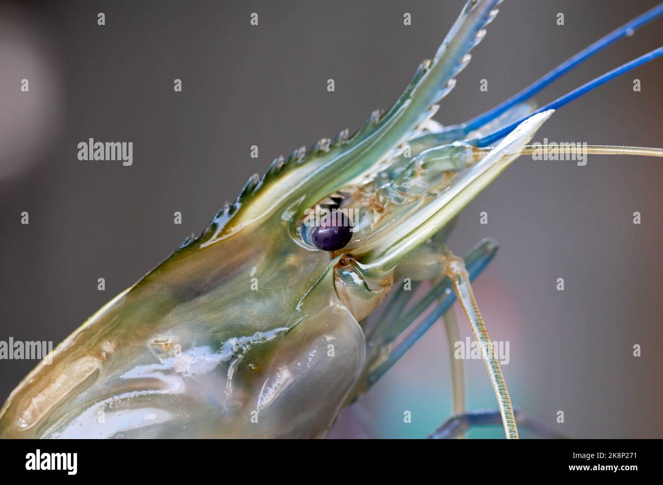 Shrimp head hi-res stock photography and images - Alamy