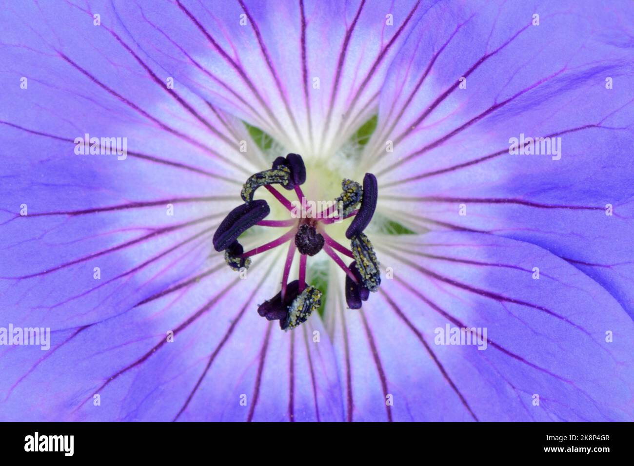 Close-up of Geranium Rozanne, Gerwat Stock Photo - Alamy