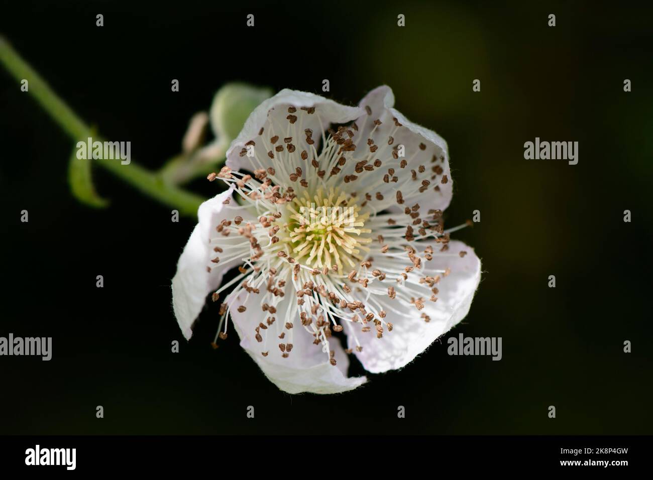 Thornless Blackberry 'Apache' (Rubus fruticosus agg. 'Apache') produces ...
