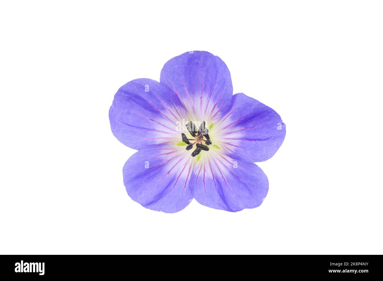 Hardy geranium on white hi-res stock photography and images - Alamy