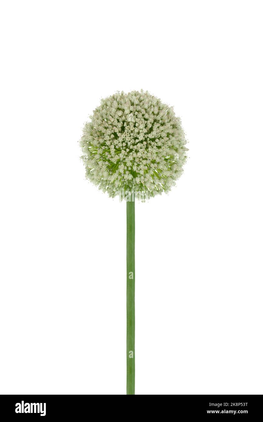 Close up view of a leek flower head, Allium ampeloprasum (Allium porrum ...