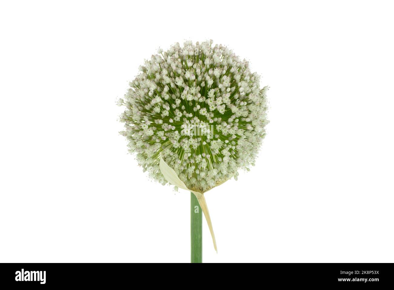 Close up view of a leek flower head, Allium ampeloprasum (Allium porrum ...