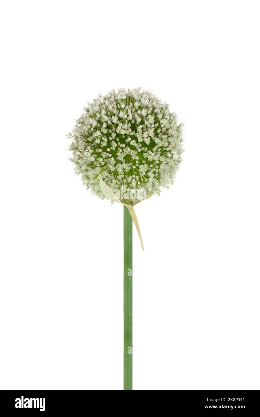 Close up view of a leek flower head, Allium ampeloprasum (Allium porrum ...
