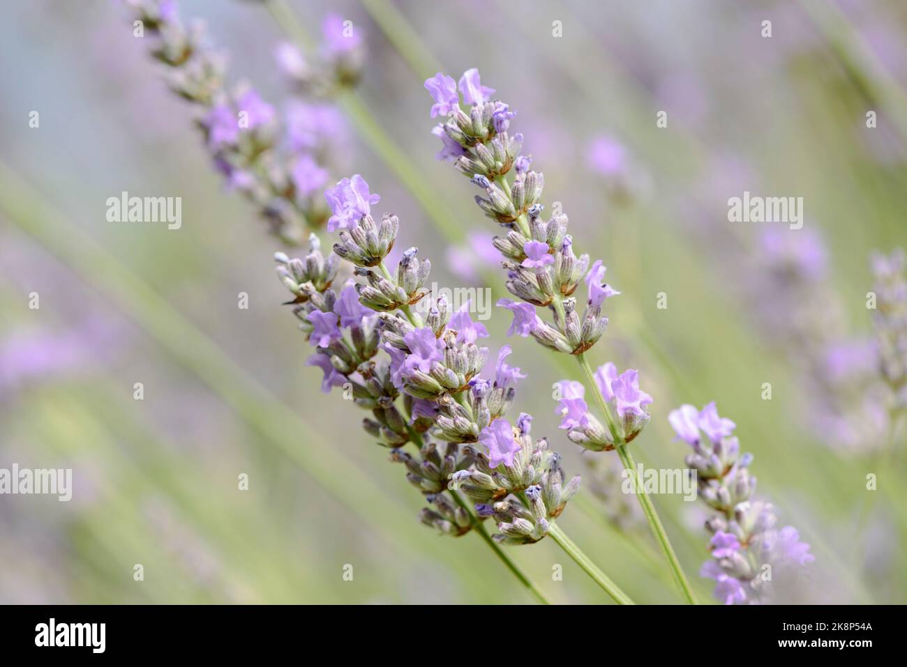 Close-up of purple Lavender flowers (Lavandula angustifolia, English ...