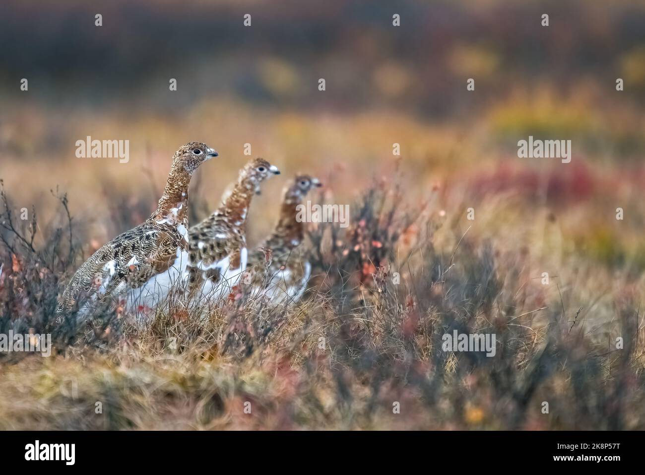 Willow Ptarmigan, Lagopus lagopus, birds in the tundra in Yukon, Canada ...