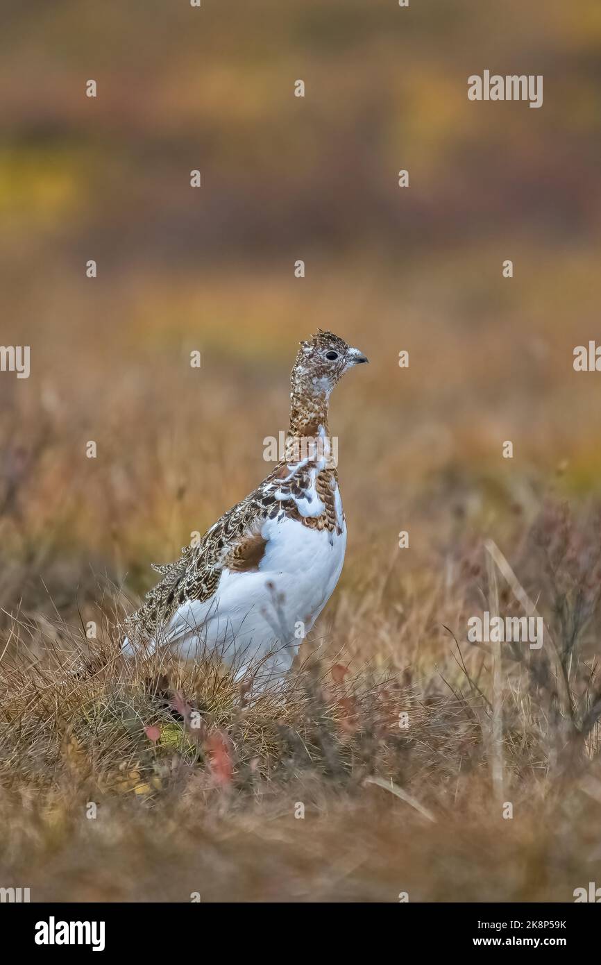 Yukon birds hi-res stock photography and images - Alamy