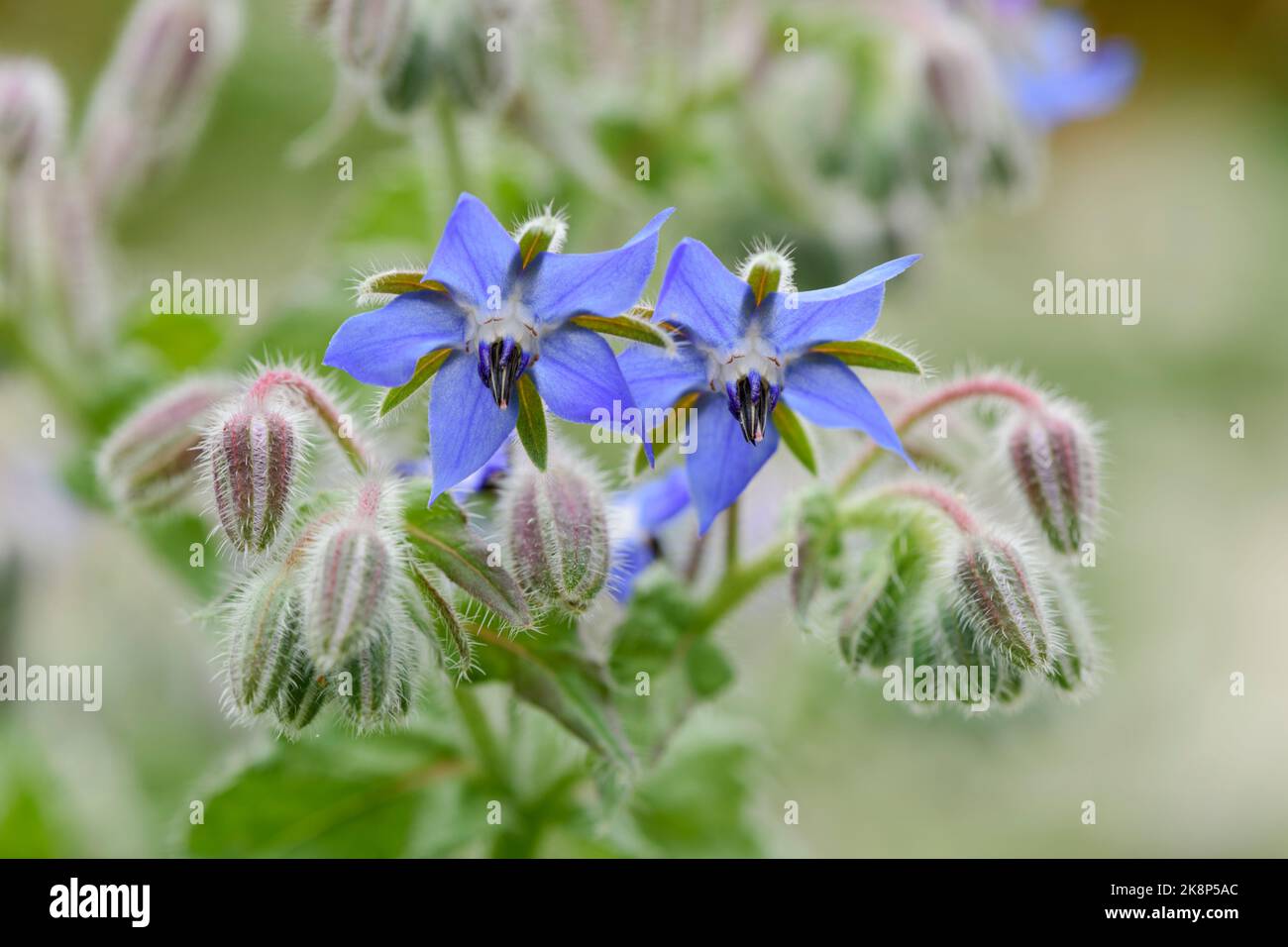 Close-up detail of star-shaped blue borage flowers, Borago officinalis ...