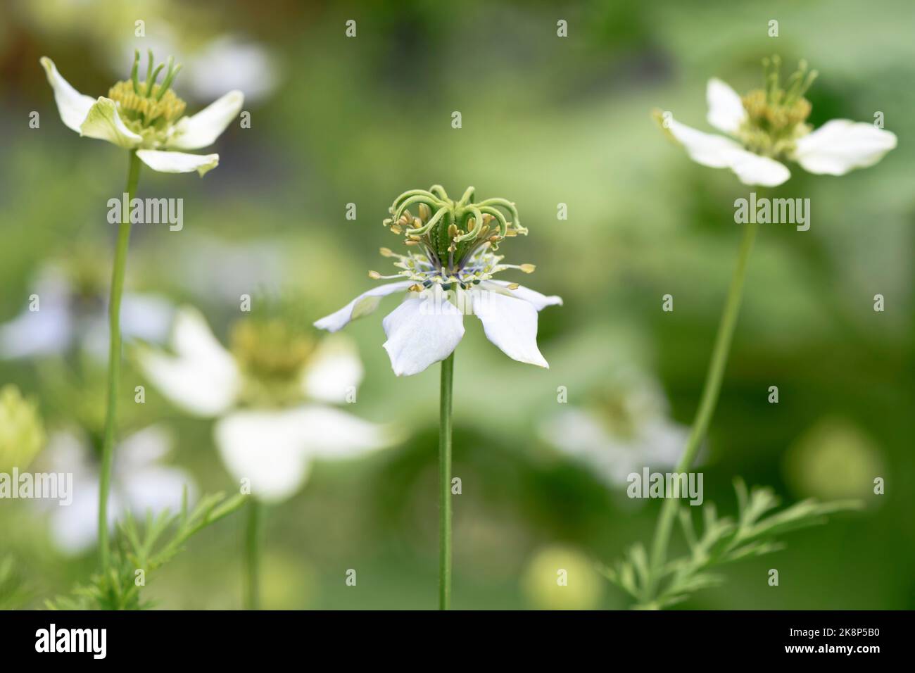 Close-up of Nigella sativa. Its seeds are called black cumin, black ...