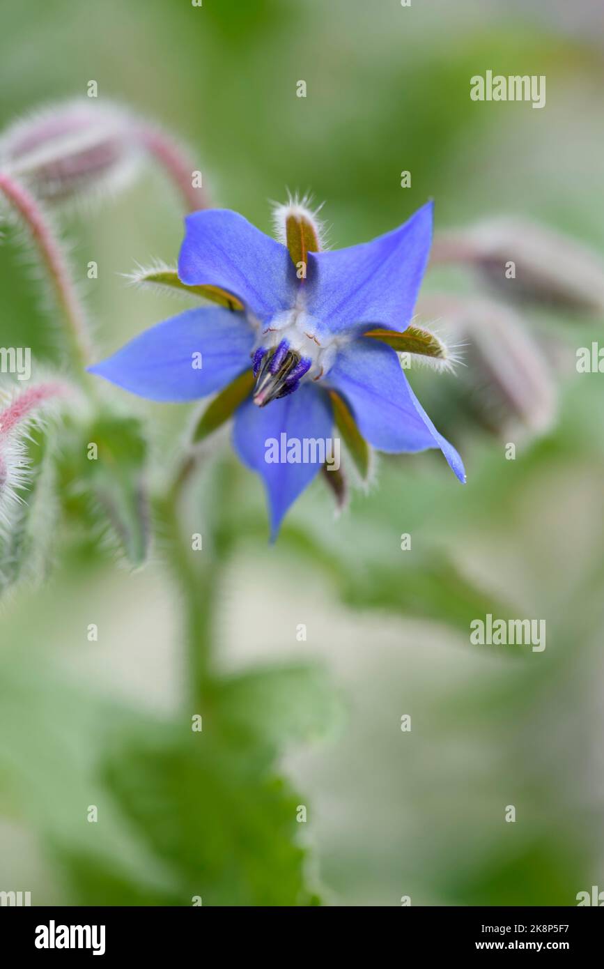 Close-up detail of star-shaped blue borage flowers, Borago officinalis ...