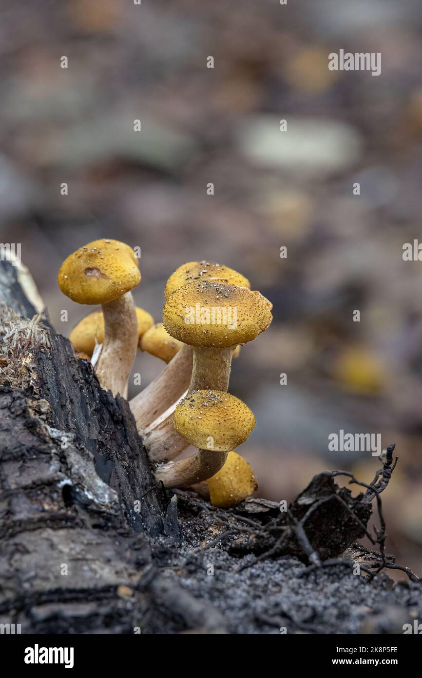 Conical fungus hi-res stock photography and images - Alamy