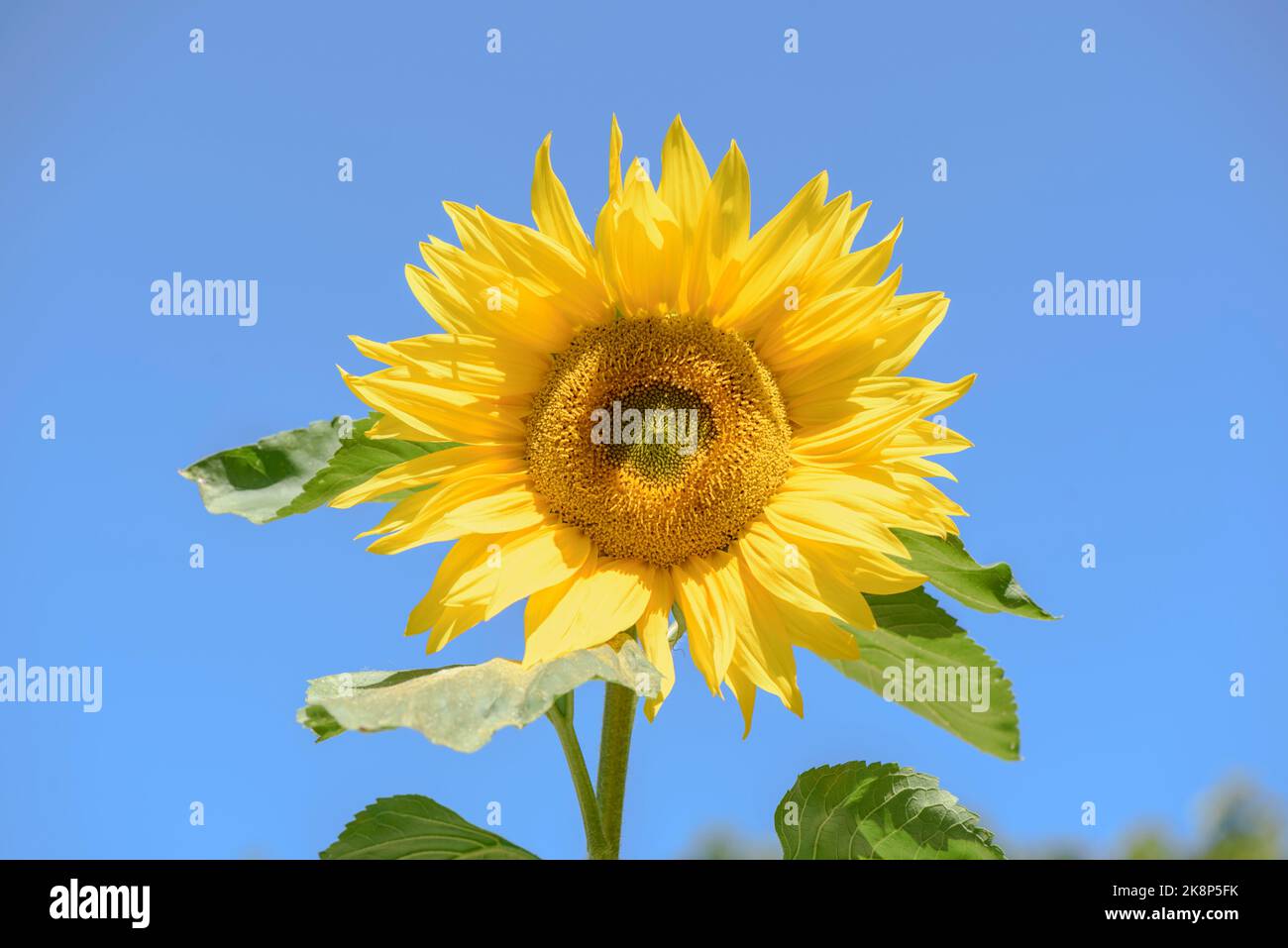 Russian giant sunflower hi-res stock photography and images - Alamy