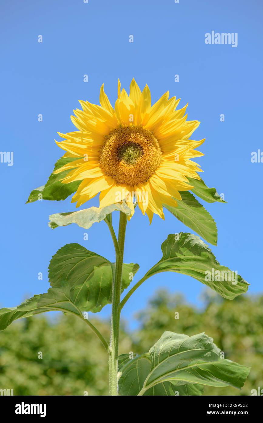 Close-up of a Sunflower 'Giant Single', Helianthus annuus, isolated ...