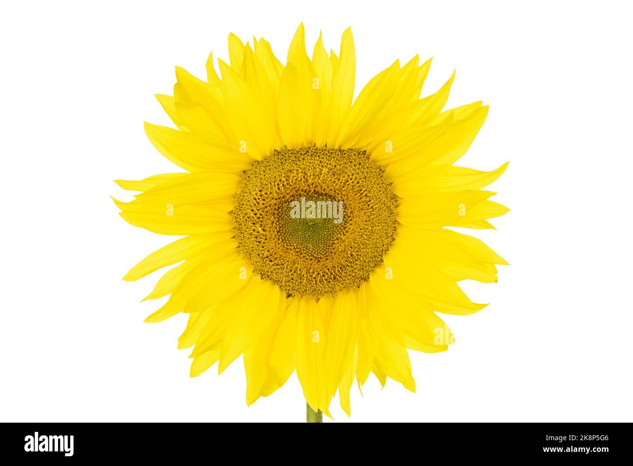 Close-up a Sunflower 'Giant Single', Helianthus annuus, isolated ...