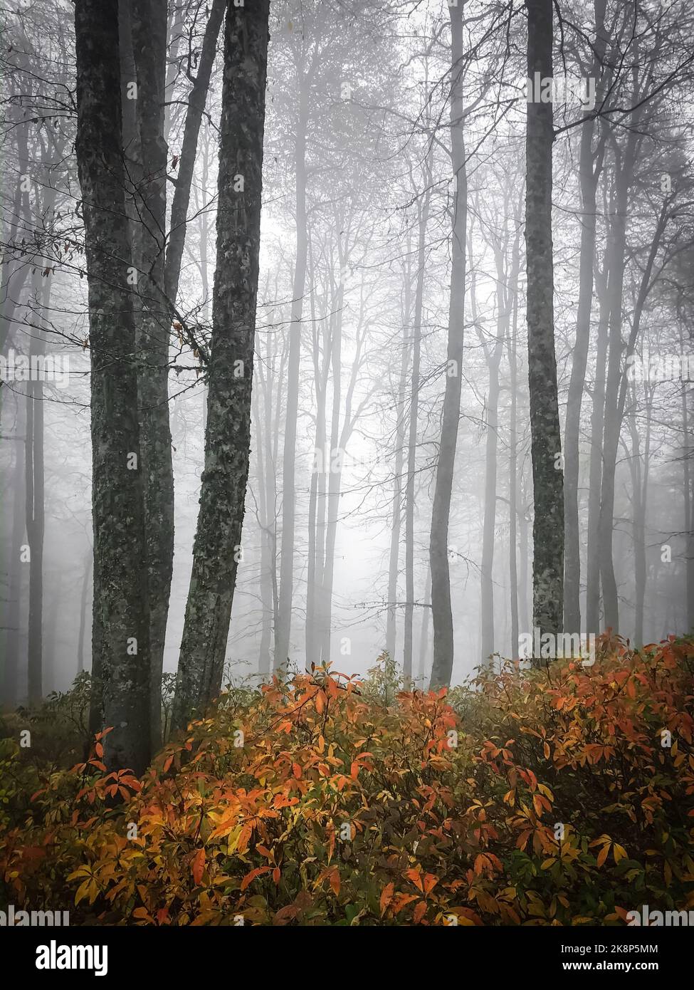 Autumn forest nature. bold trees, colorful forest foliage on ground ...