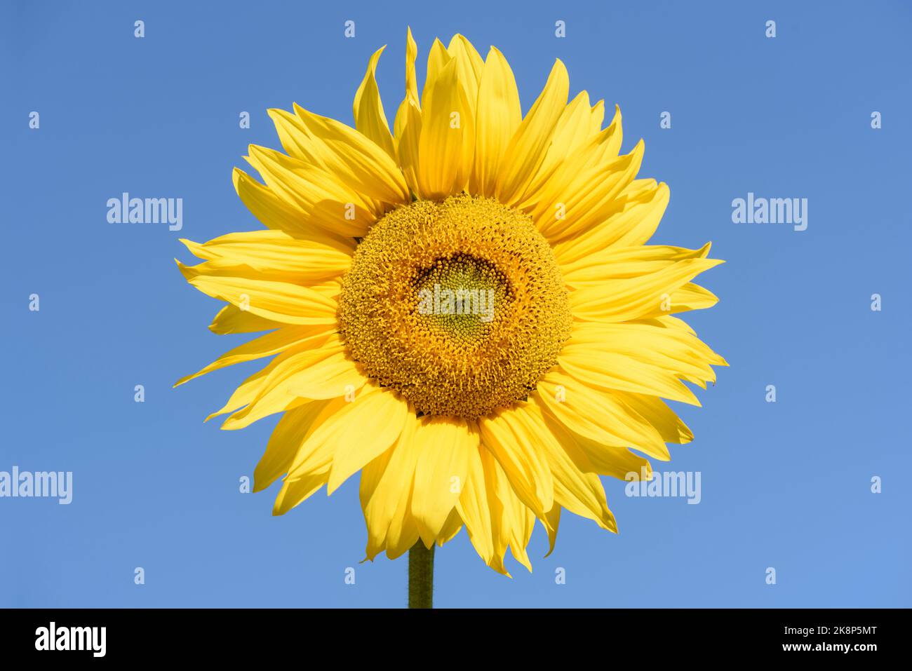 Close-up of a Sunflower 'Giant Single', Helianthus annuus, isolated ...
