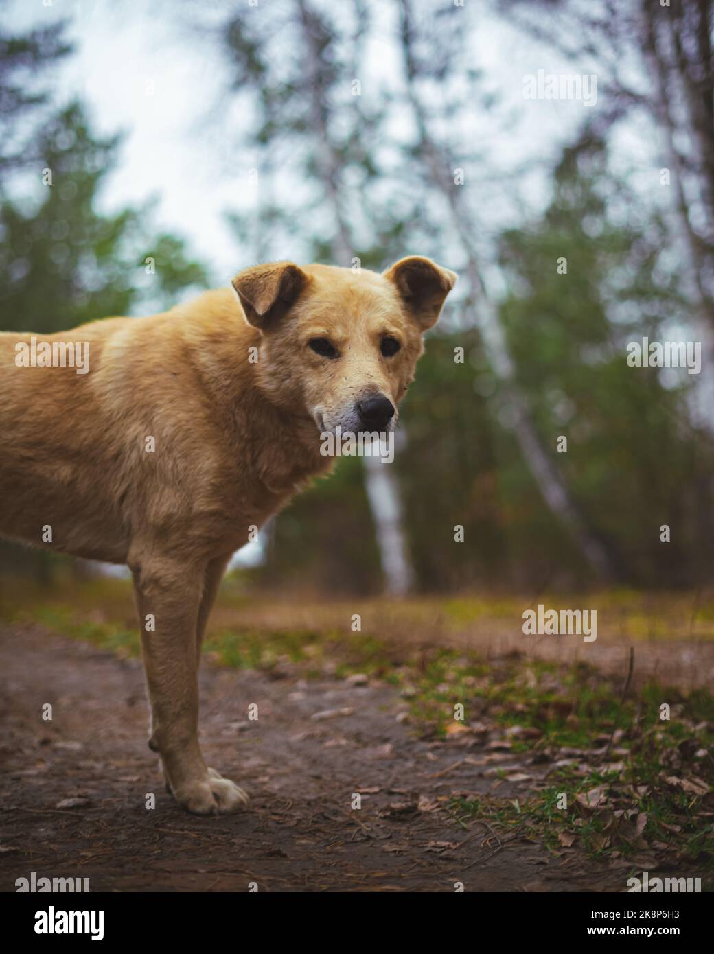 Sad hungry stray street dog hi-res stock photography and images - Alamy