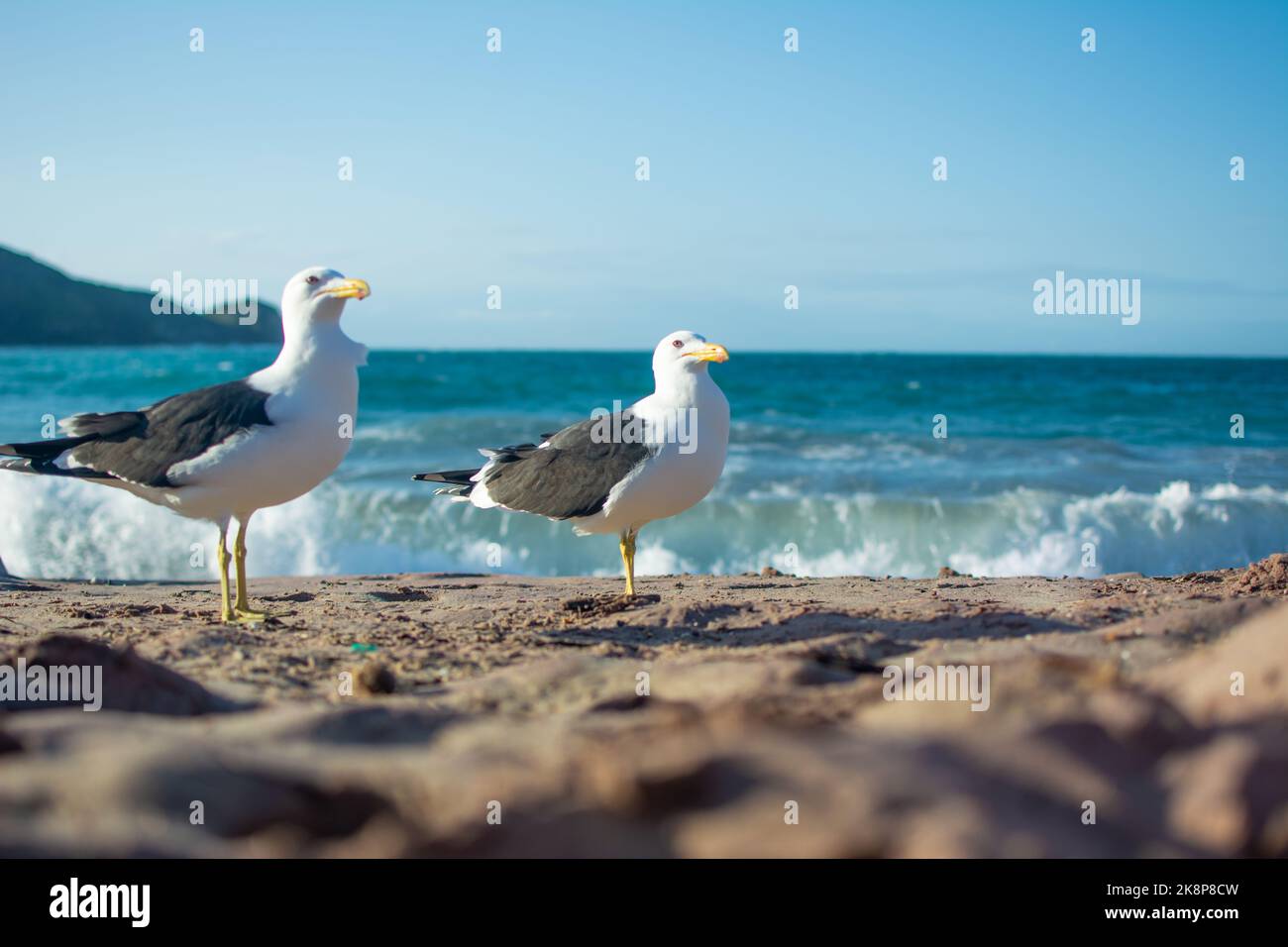 A close-up shot of two seagulls on a beach Stock Photo - Alamy