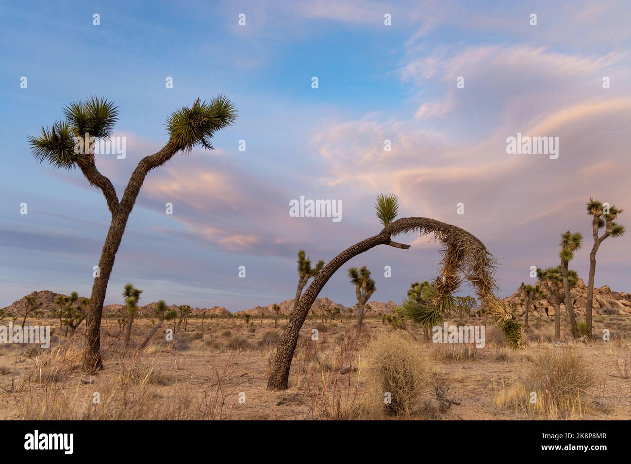 A beautiful shot of dry Joshua trees growing on a dry field under a ...