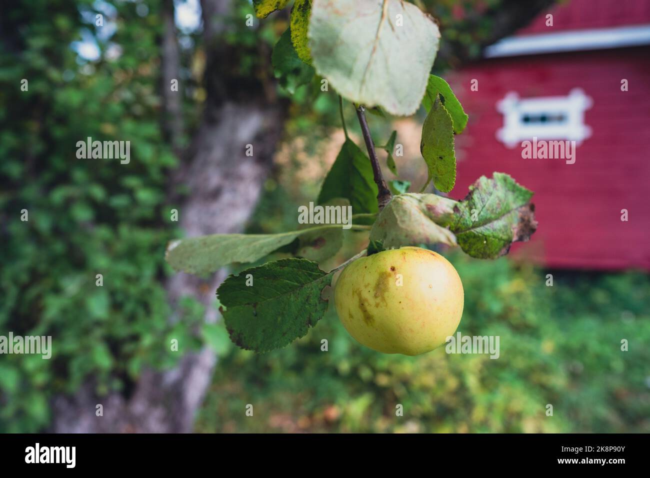 the last apple on the tree Stock Photo - Alamy