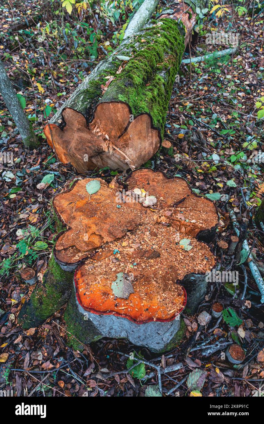 cutted grey alder tree Stock Photo - Alamy