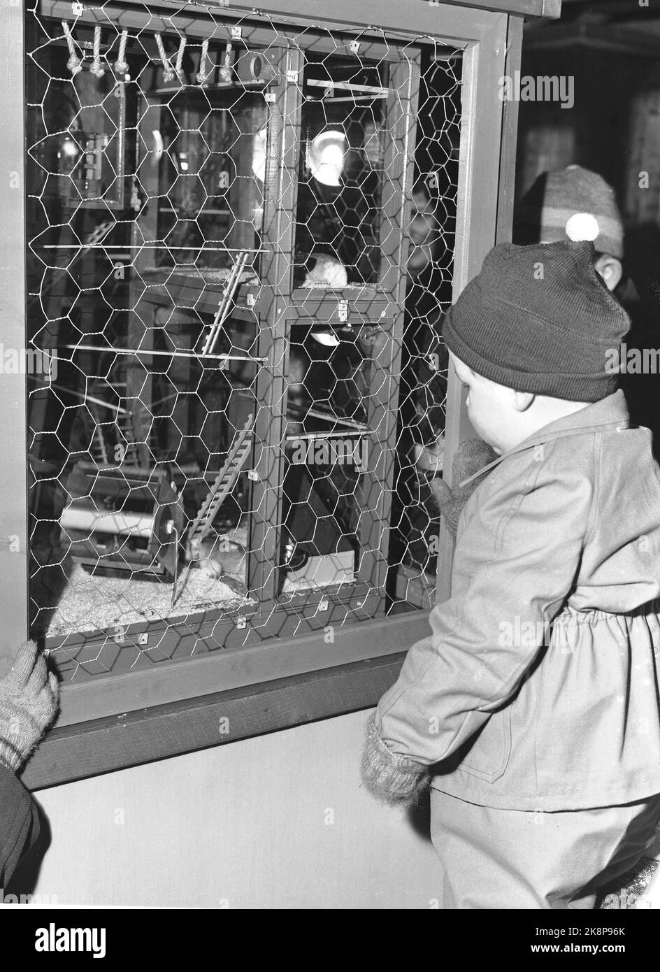 Ntb archive ntb children markets animal exhibitions hi-res stock ...