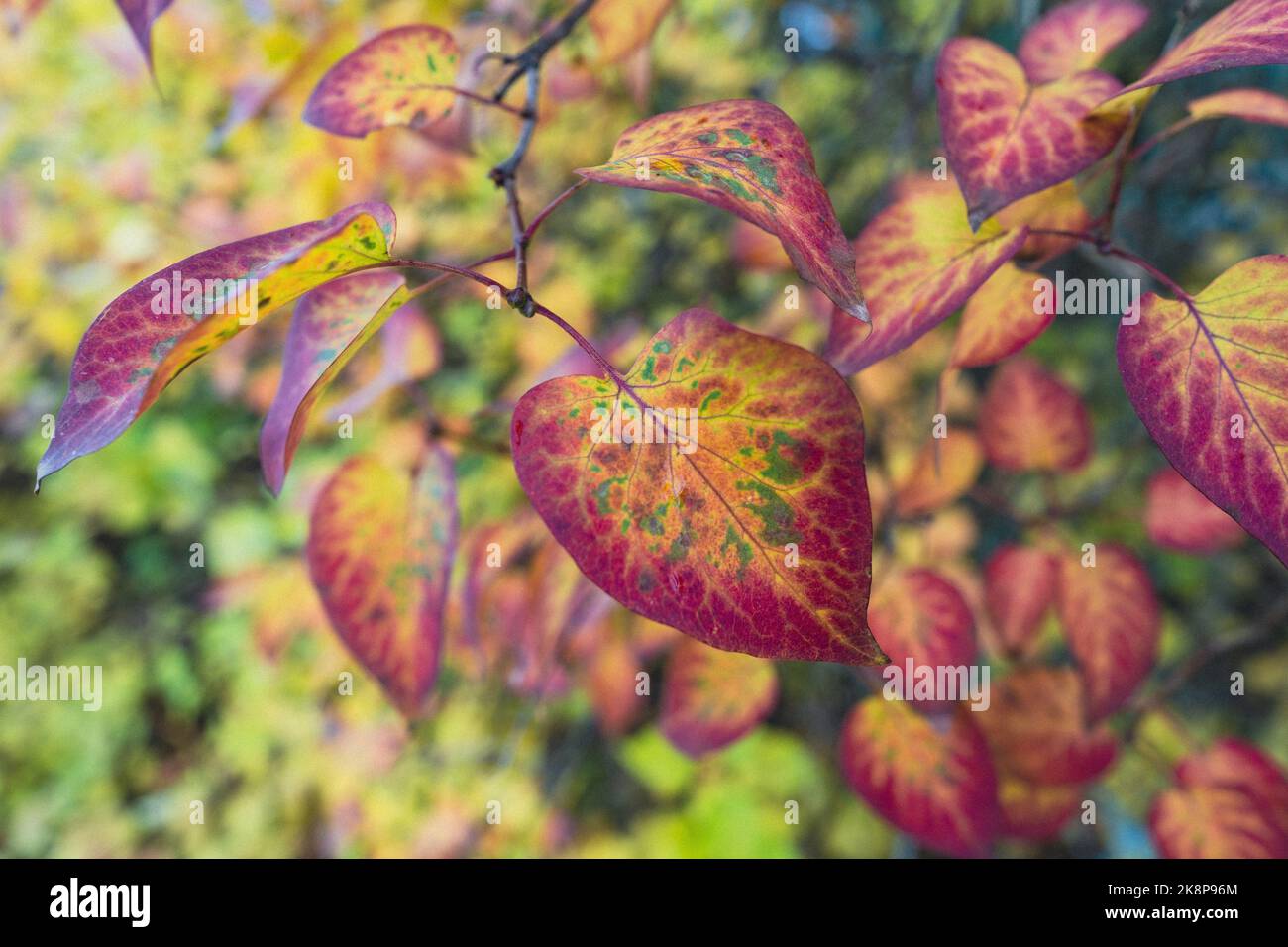 lilac leaves in autumn (Syringa vulgaris Stock Photo - Alamy