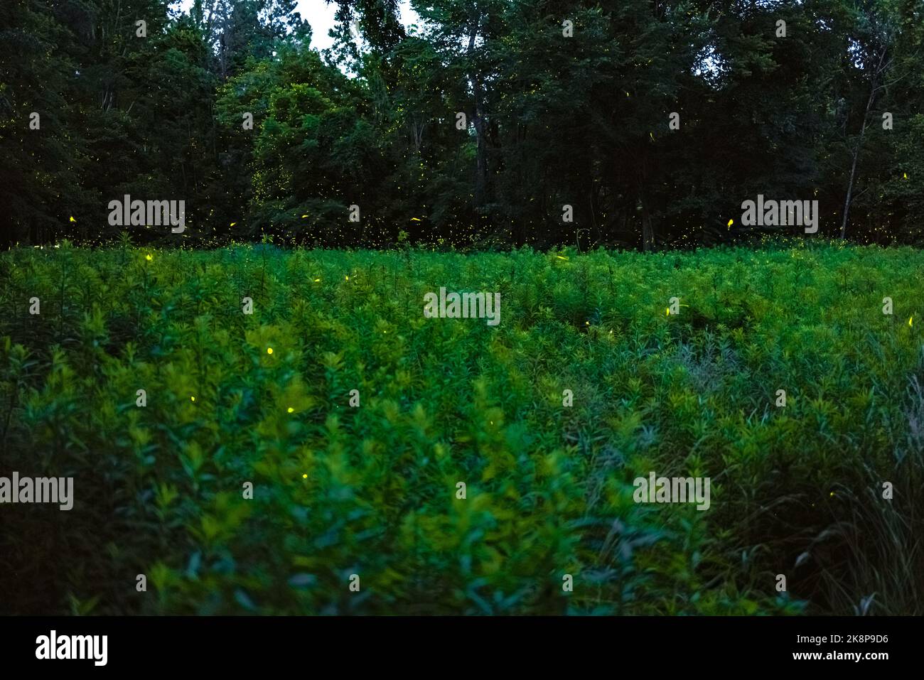 A magical scenery of fireflies flying in the lush green field in the ...